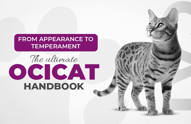 Ocicat Cat Health and Care: A Complete Guide for Owners